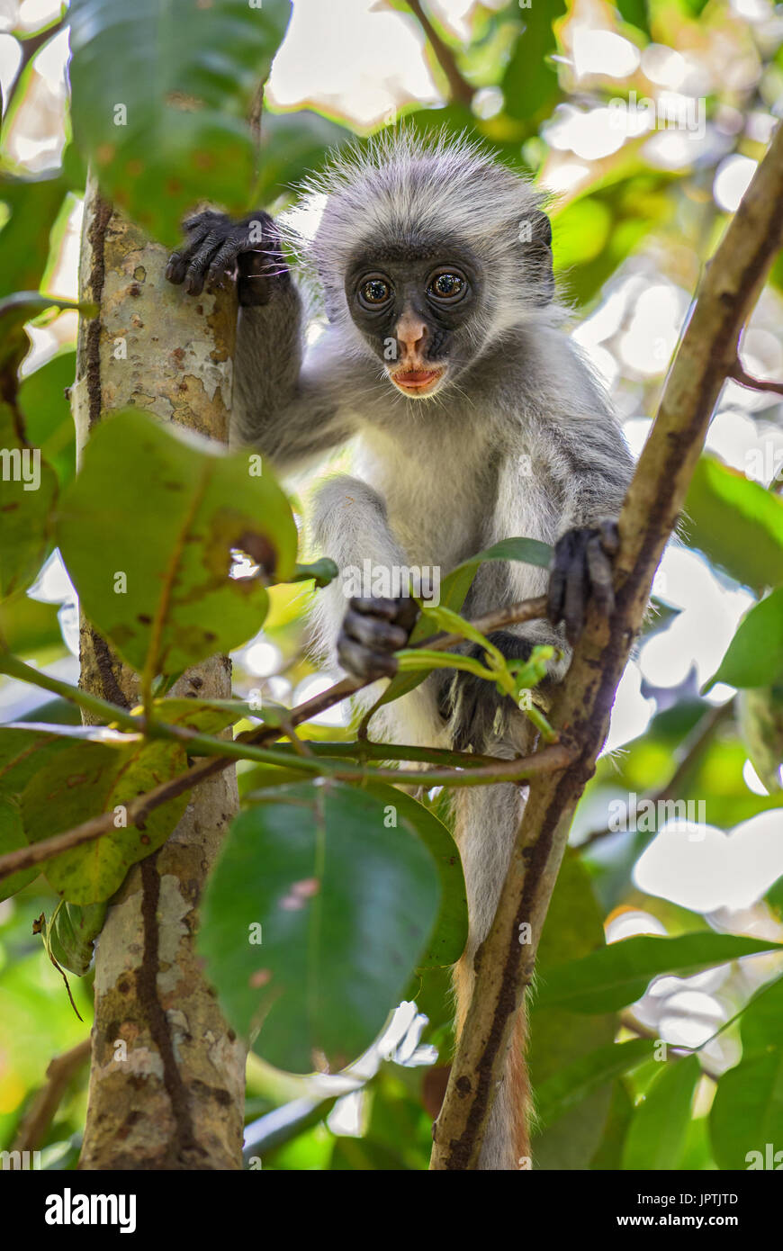 Zanzibar Red Colobus - Piliocolobus kirkii, Zanzibar, Tanzania Stock ...