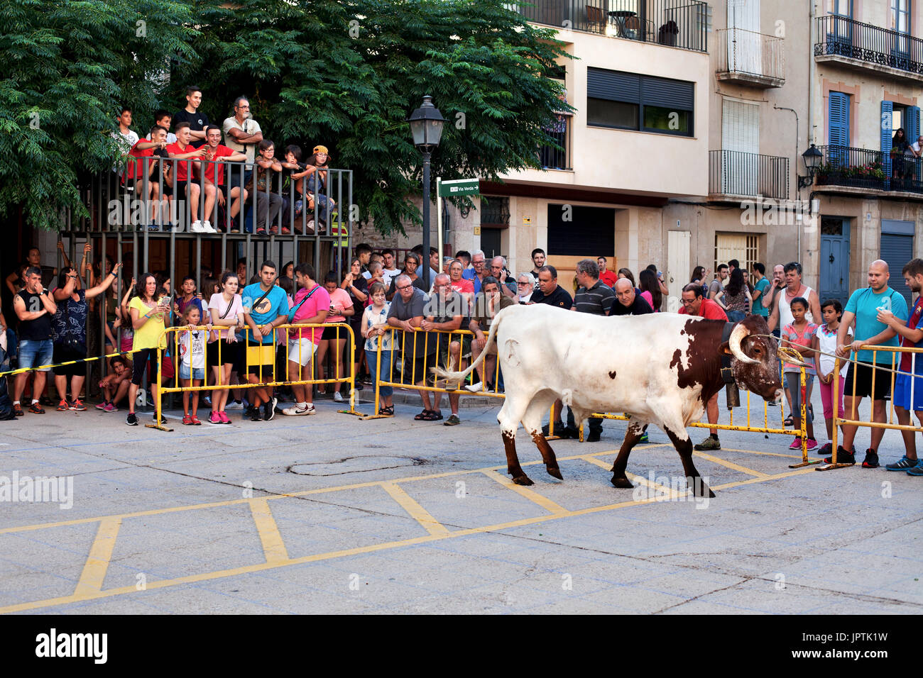 Bull-shitting competition, Cherta, Tarragona, Spain Stock Photo - Alamy