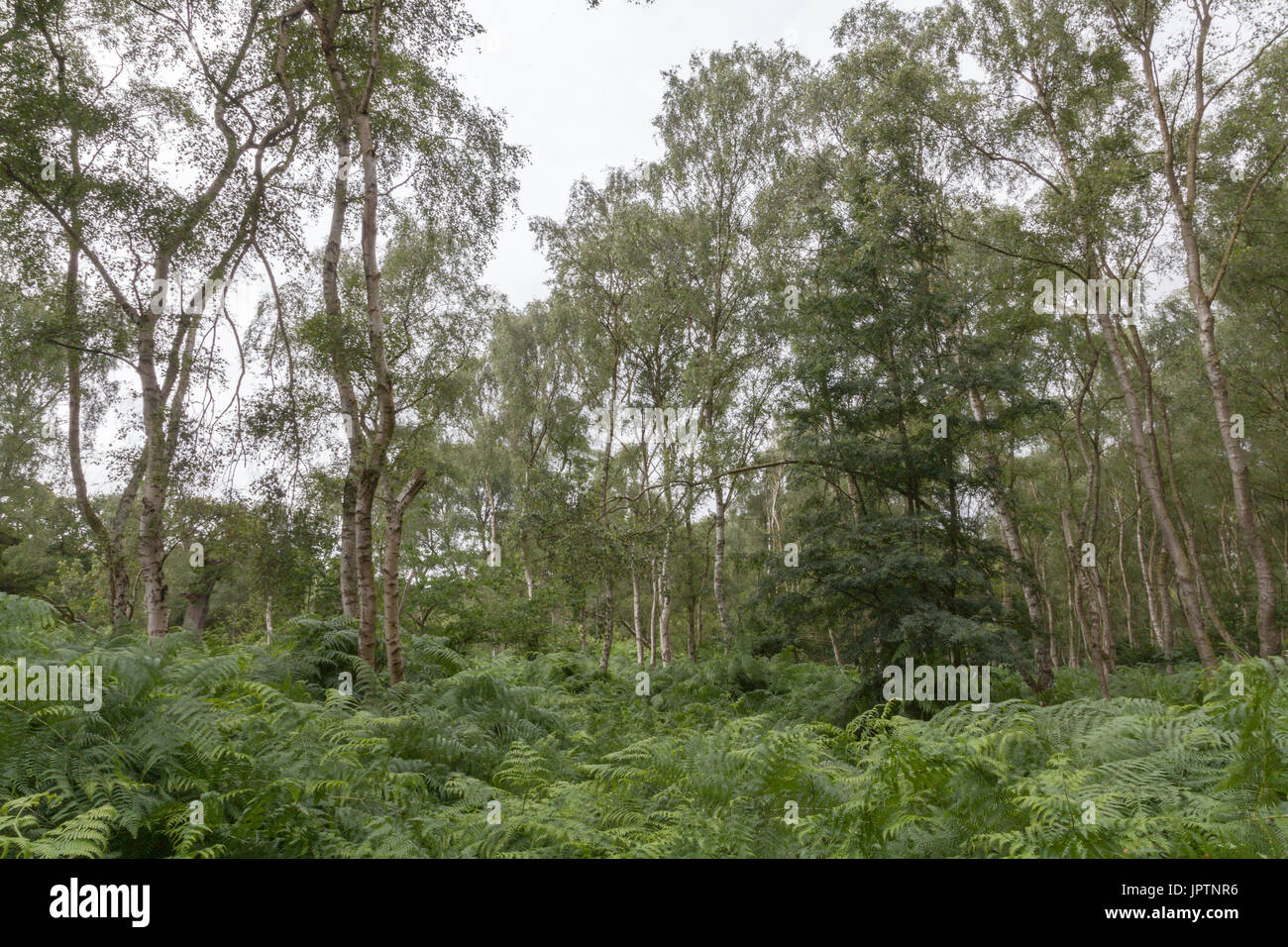 Historic sherwood forest hi-res stock photography and images - Alamy