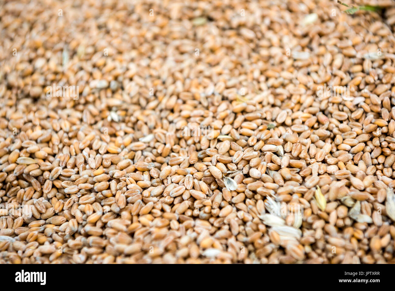 Germany wheat grain hi-res stock photography and images - Alamy
