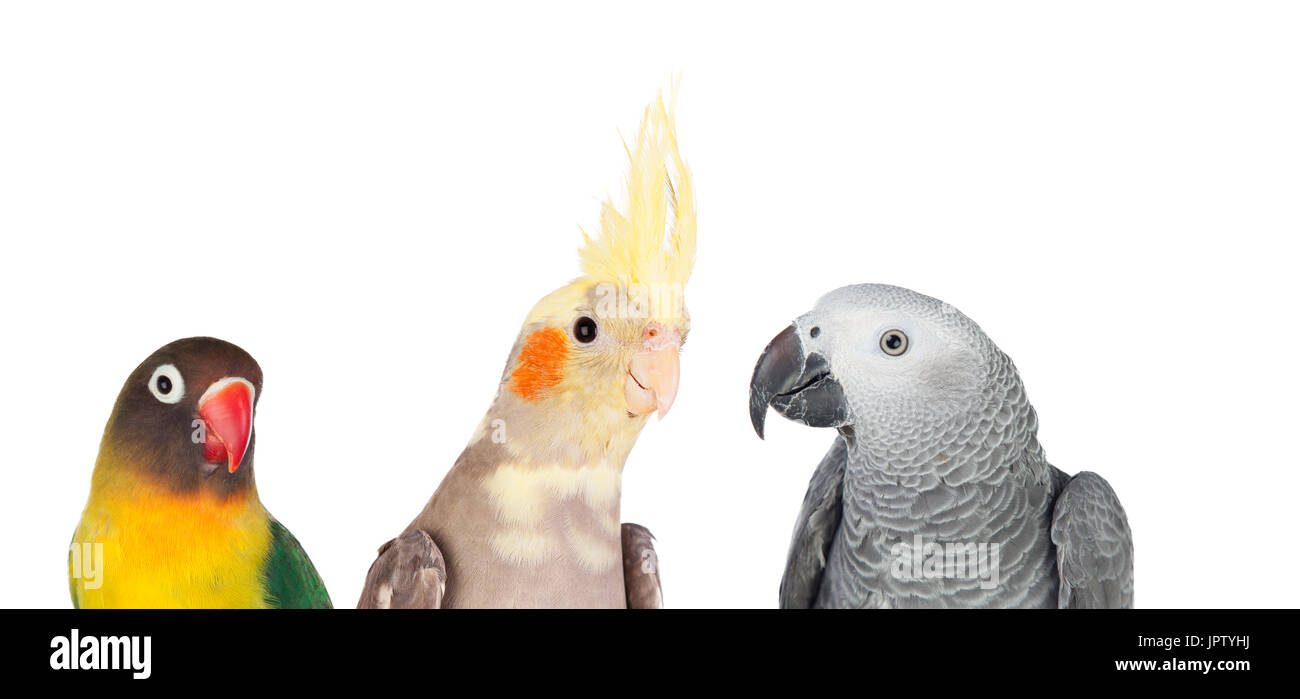 Three differents tropical birds isolated on a white background Stock ...