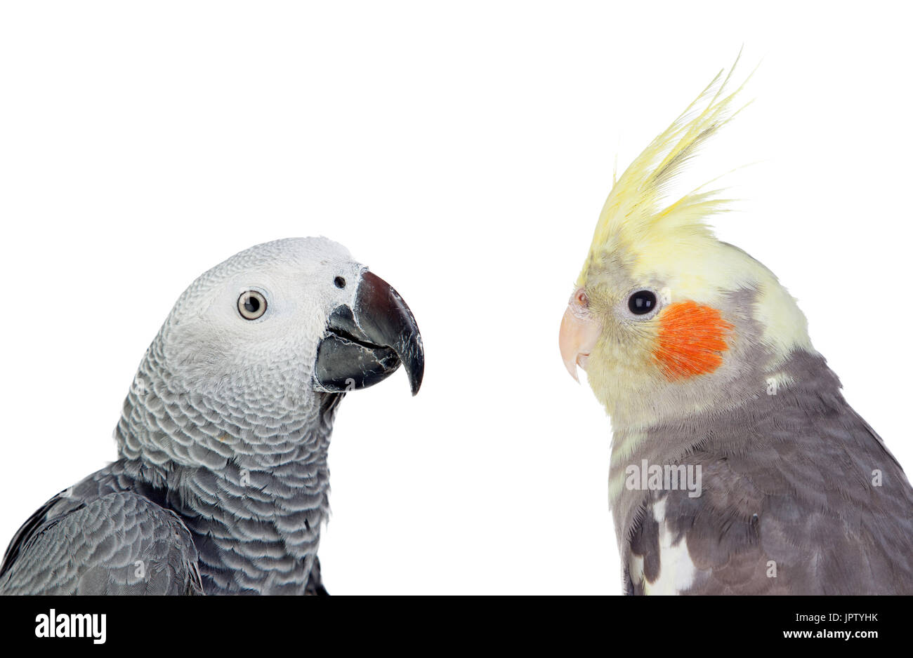 Two differents tropical birds isolated on a white background Stock ...
