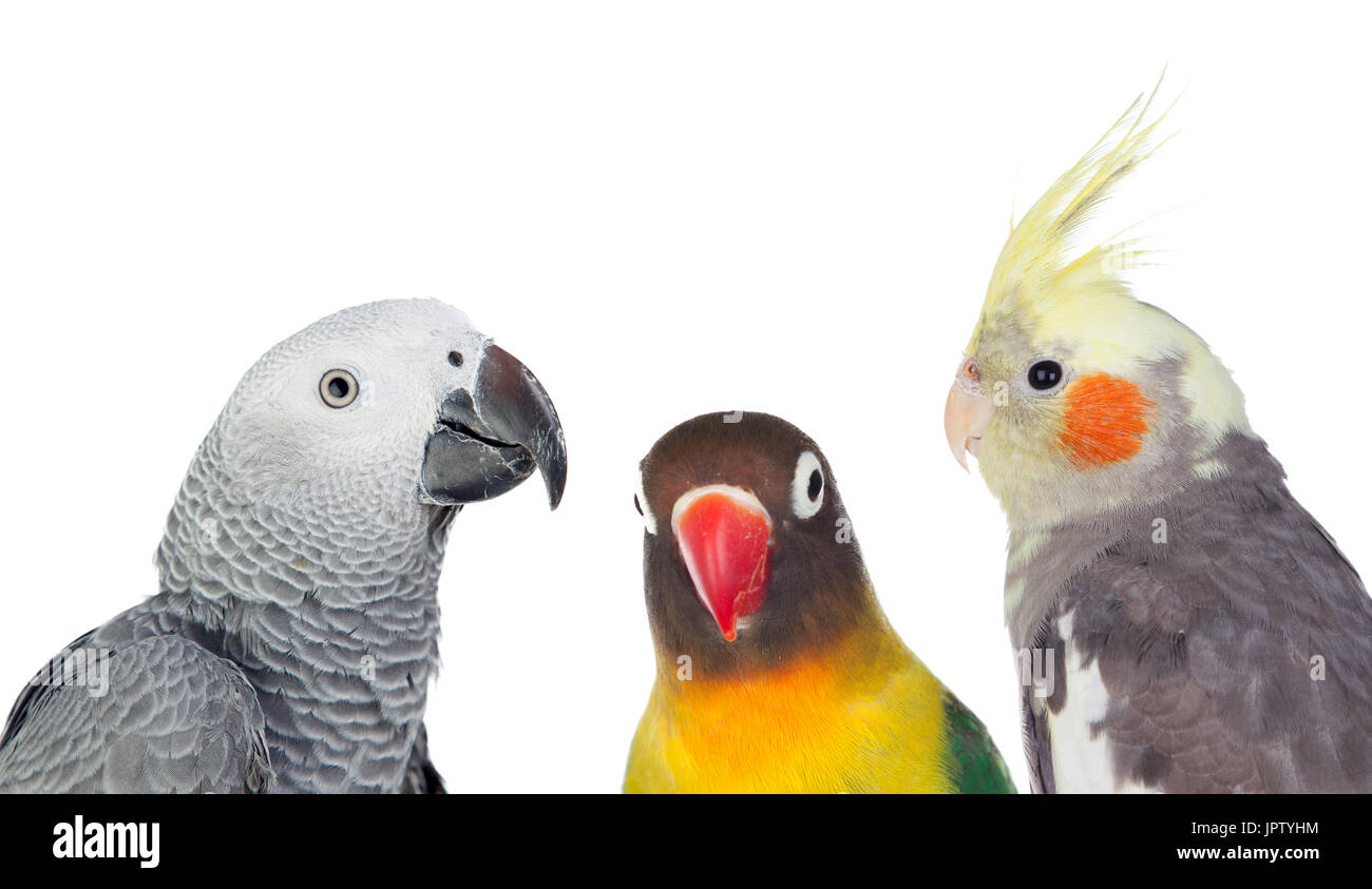 Three differents tropical birds isolated on a white background Stock ...