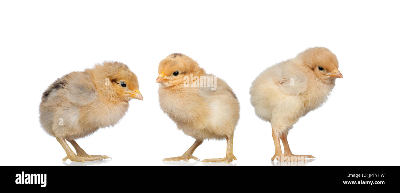 Three yellow chickens isolated on a white background Stock Photo - Alamy