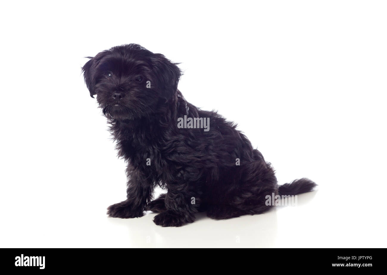 Beautiful Black Pekingese Dog Isolated On a White Background Stock ...