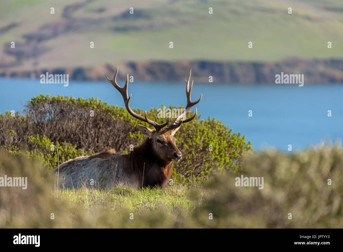 a tule elk bull was at rest under mid-day sun in Point Reyes National ...