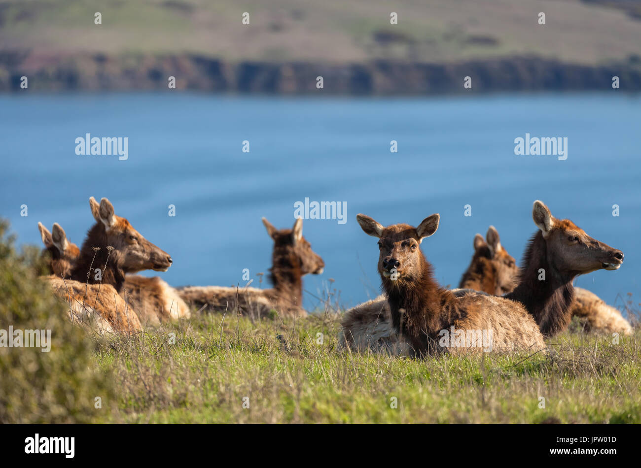 A herd of tule elk cows rest under mid-day sun in Point Reyes National ...