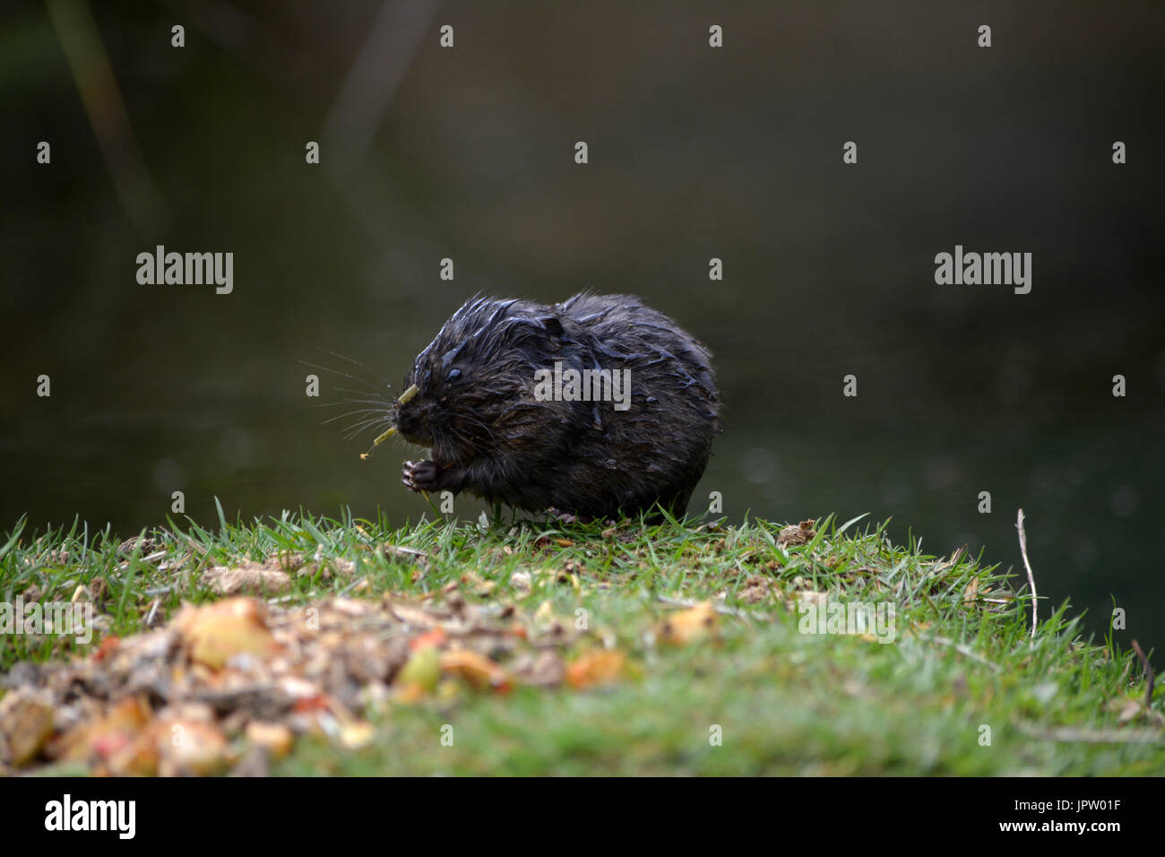 Black scottish water vole hi-res stock photography and images - Alamy