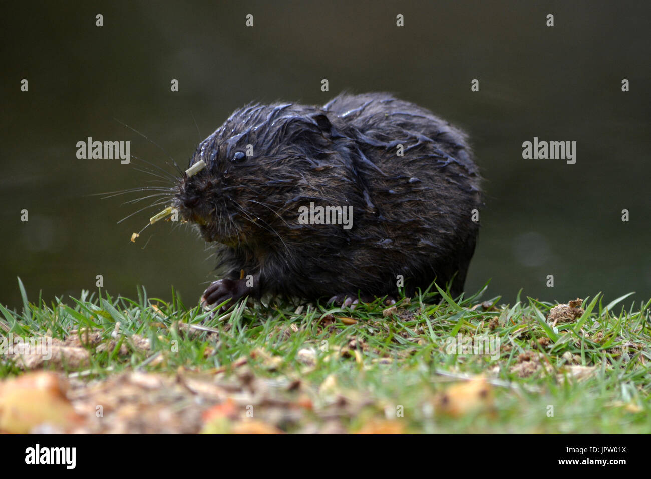 Black scottish water vole hi-res stock photography and images - Alamy