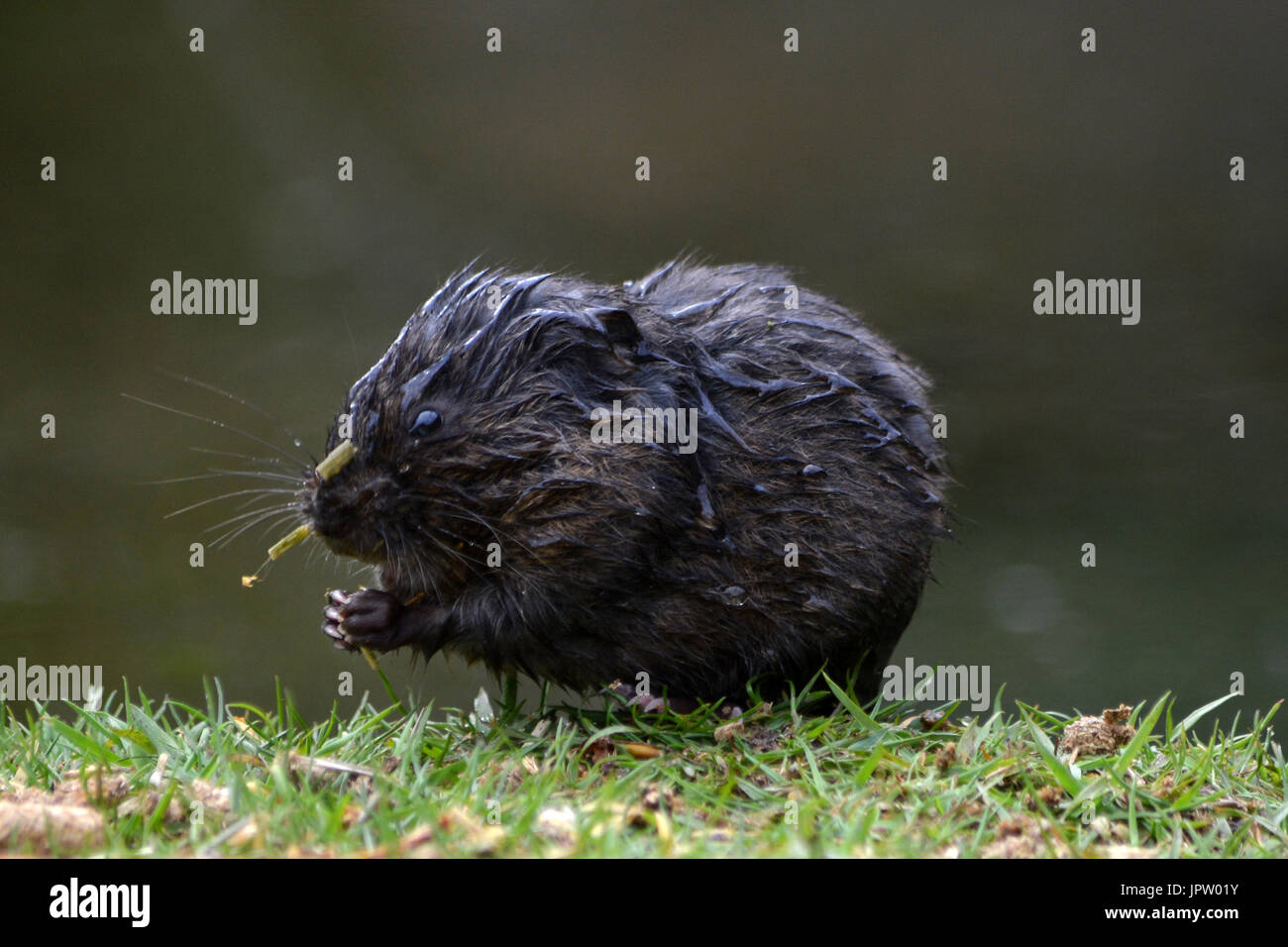 Black scottish water vole hi-res stock photography and images - Alamy