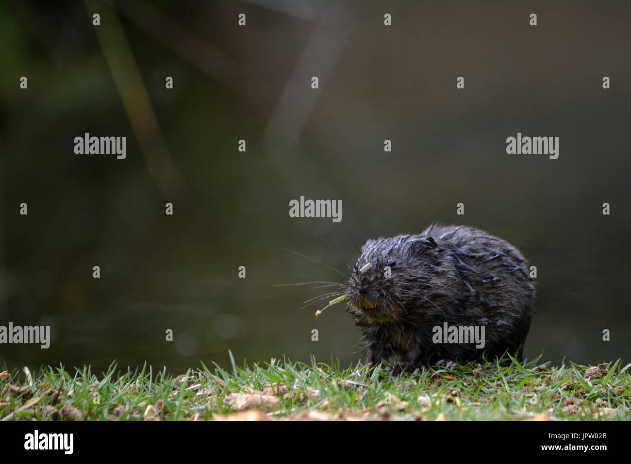 Black scottish water vole hi-res stock photography and images - Alamy