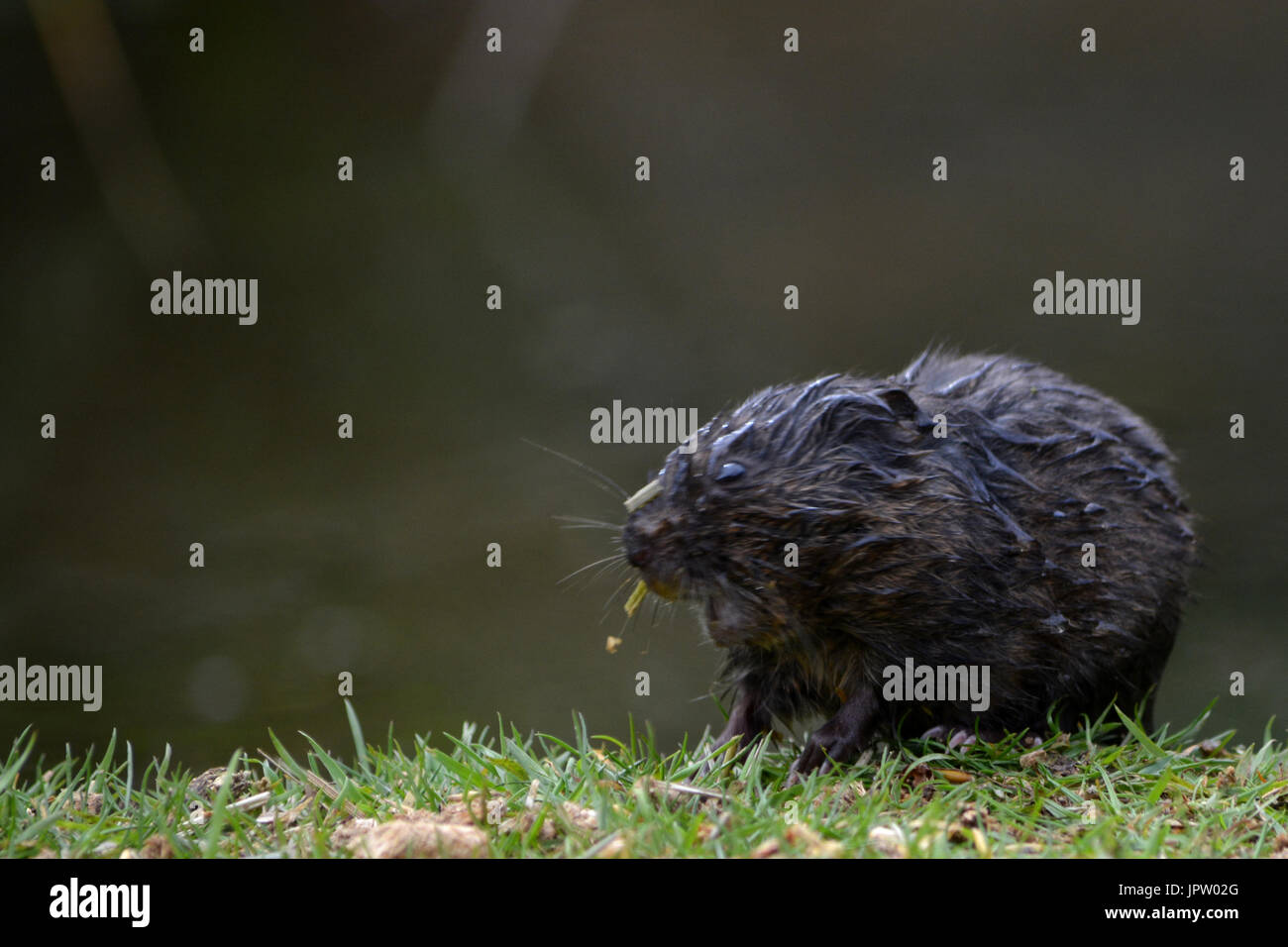 Black scottish water vole hi-res stock photography and images - Alamy