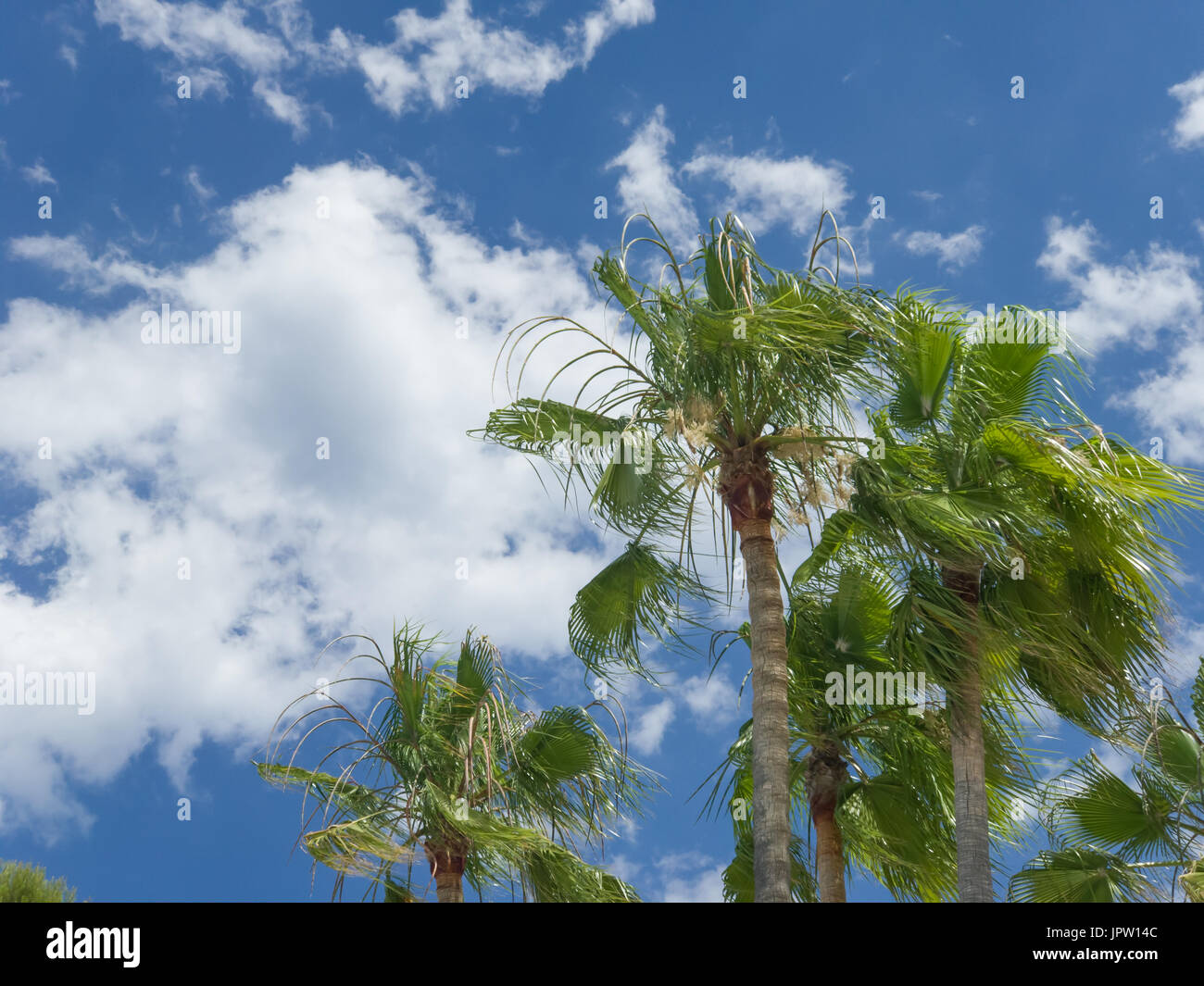 Summer palm trees, Majorca island, Spain Stock Photo - Alamy