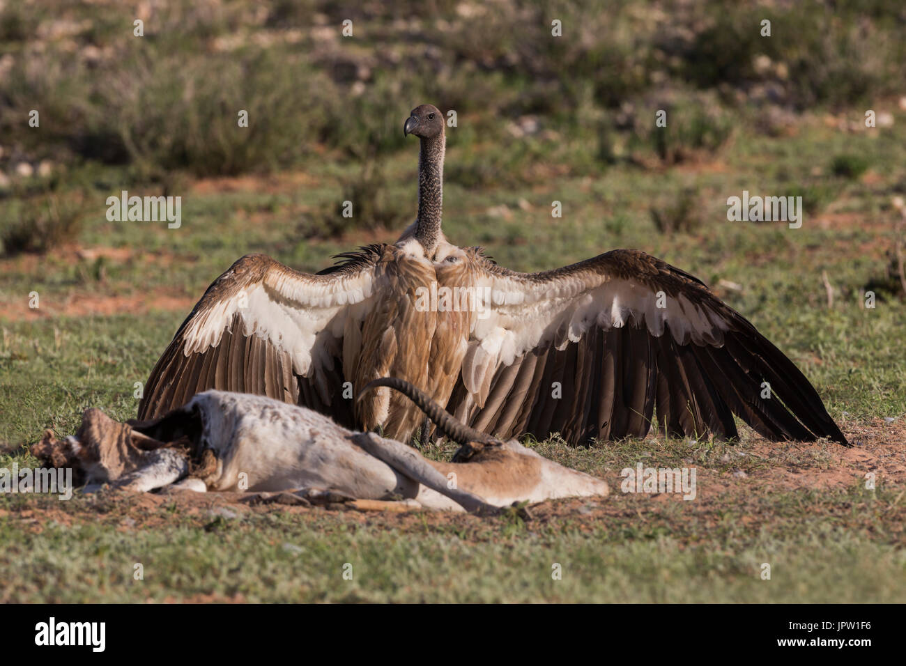 Whitebacked vulture (Gyps africanus) on carcass, Kgalagadi ...