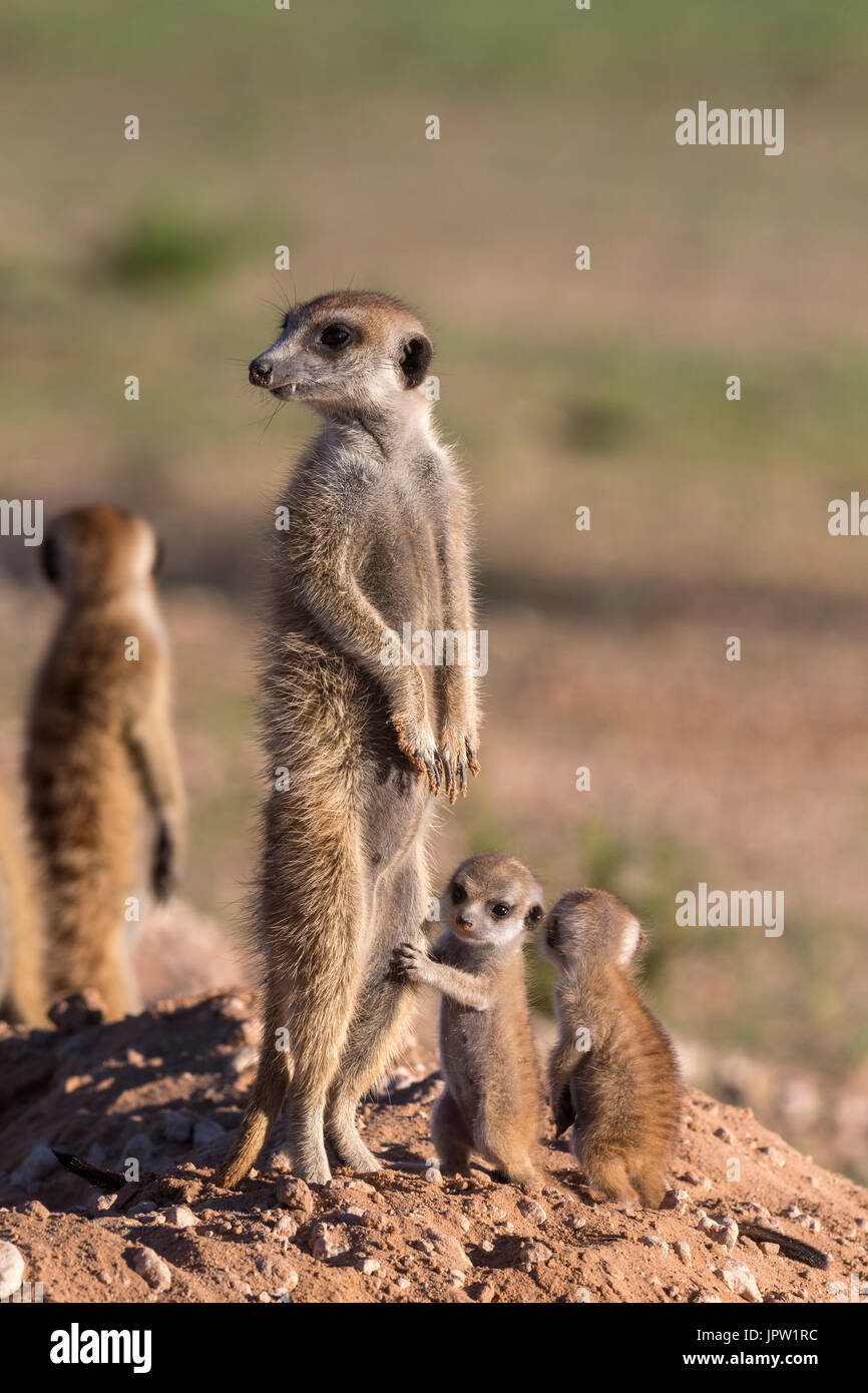 Baby meerkat den hi-res stock photography and images - Alamy