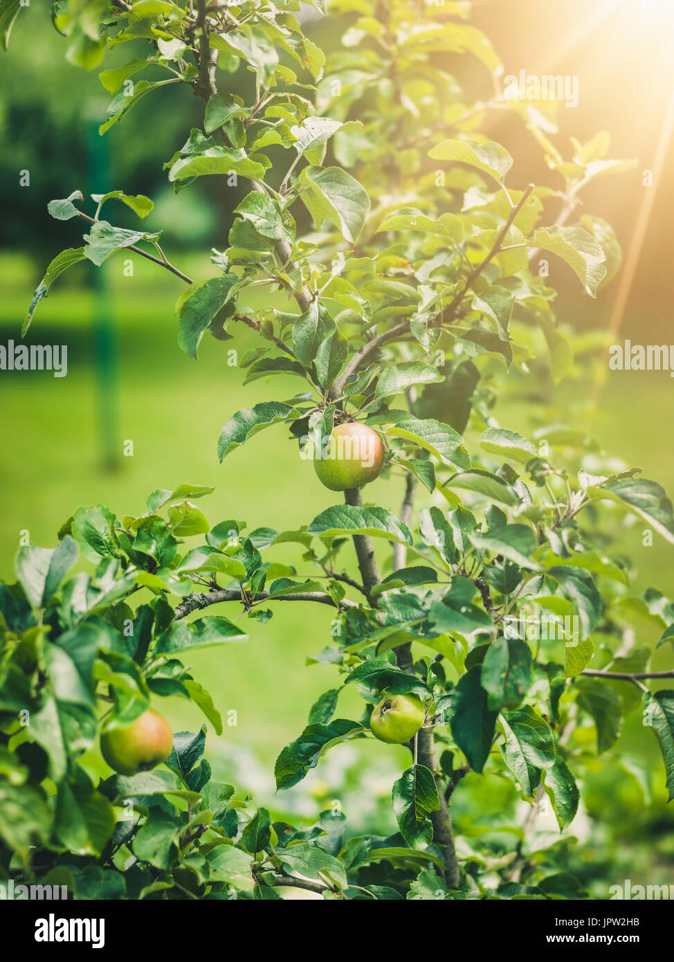 Mini apple tree Stock Photo - Alamy
