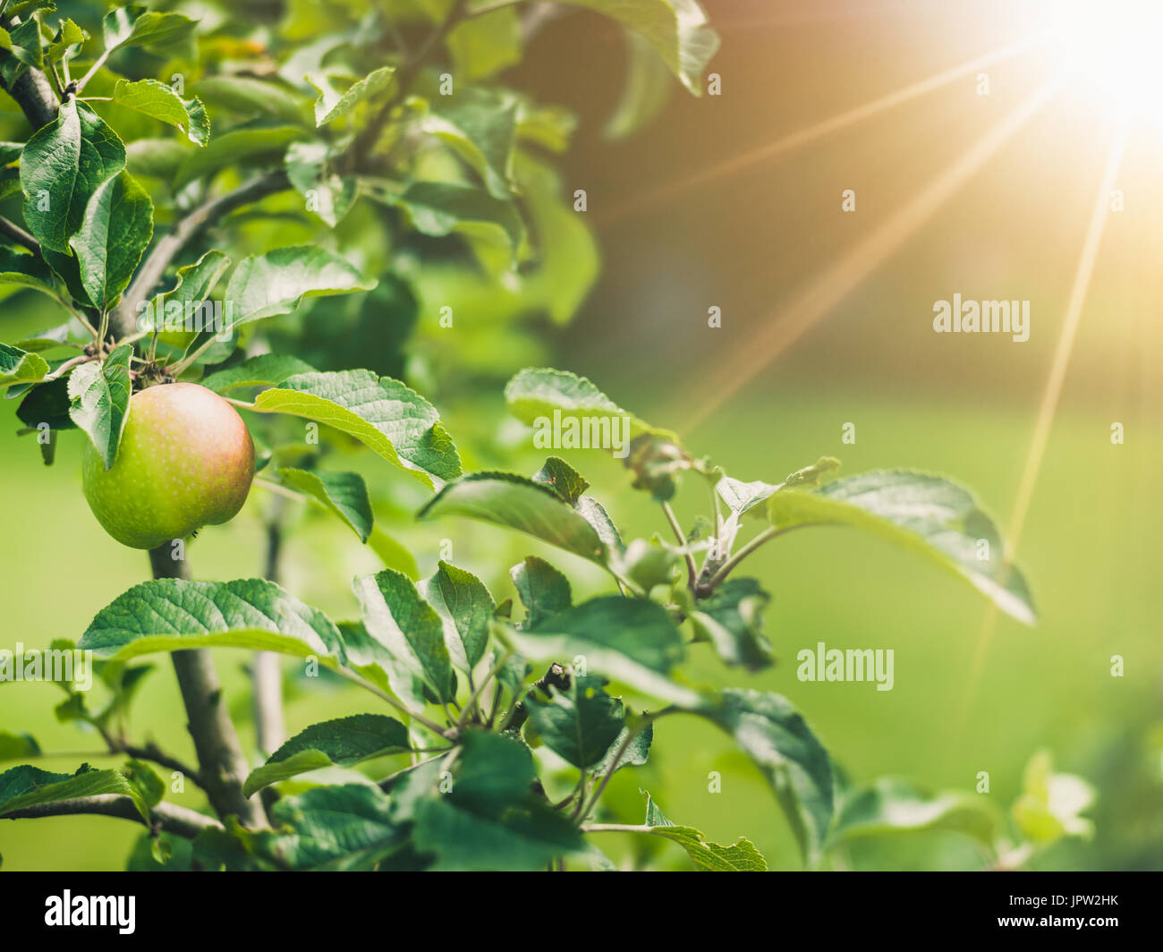 Mini apple tree Stock Photo - Alamy