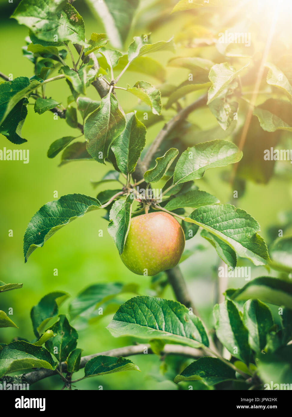 Mini apple tree Stock Photo - Alamy