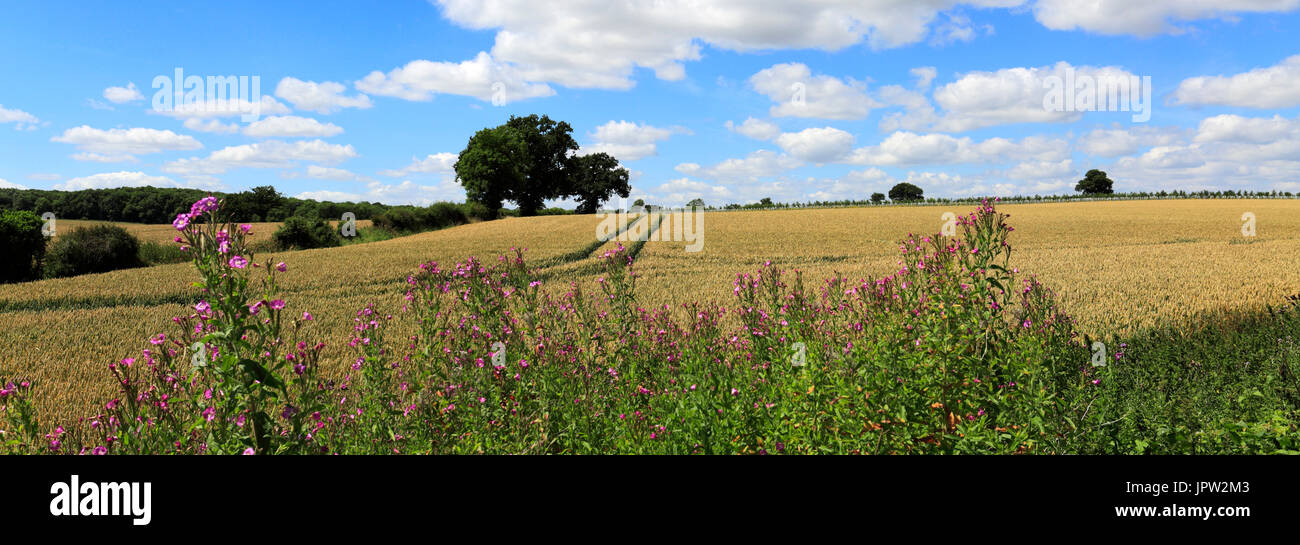 Summer view over the Lincolnshire Wolds; near Grantham, Lincolnshire ...