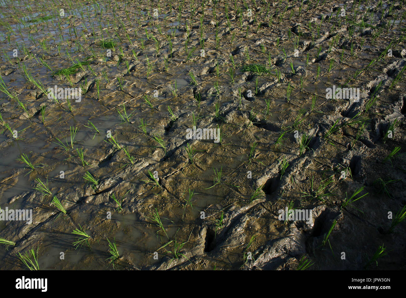Farmers plant rice in rice fields in Cibitung district, Bekasi, West ...