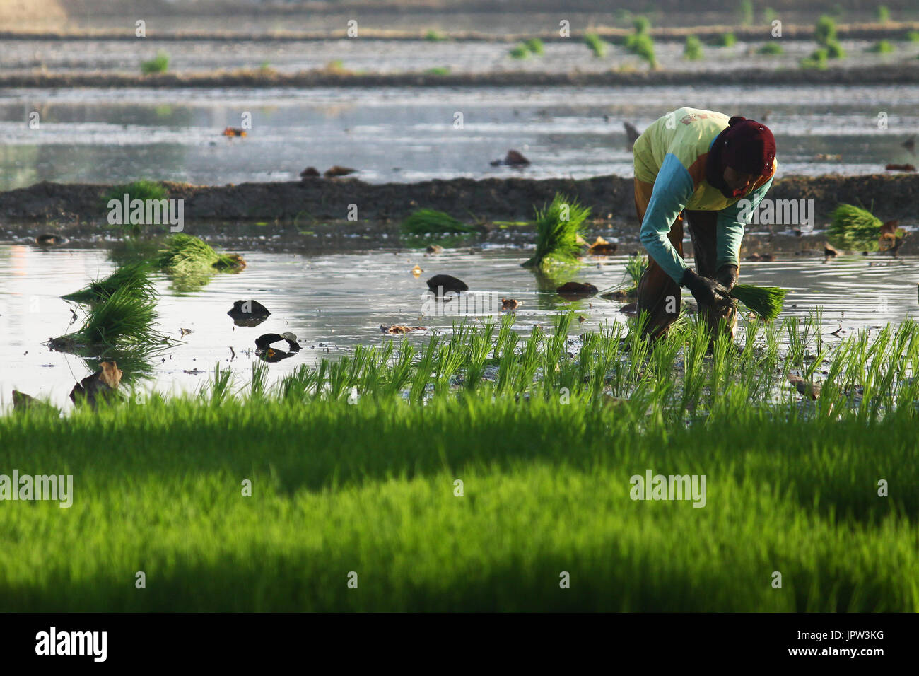 Farmers plant rice in rice fields in Cibitung district, Bekasi, West ...