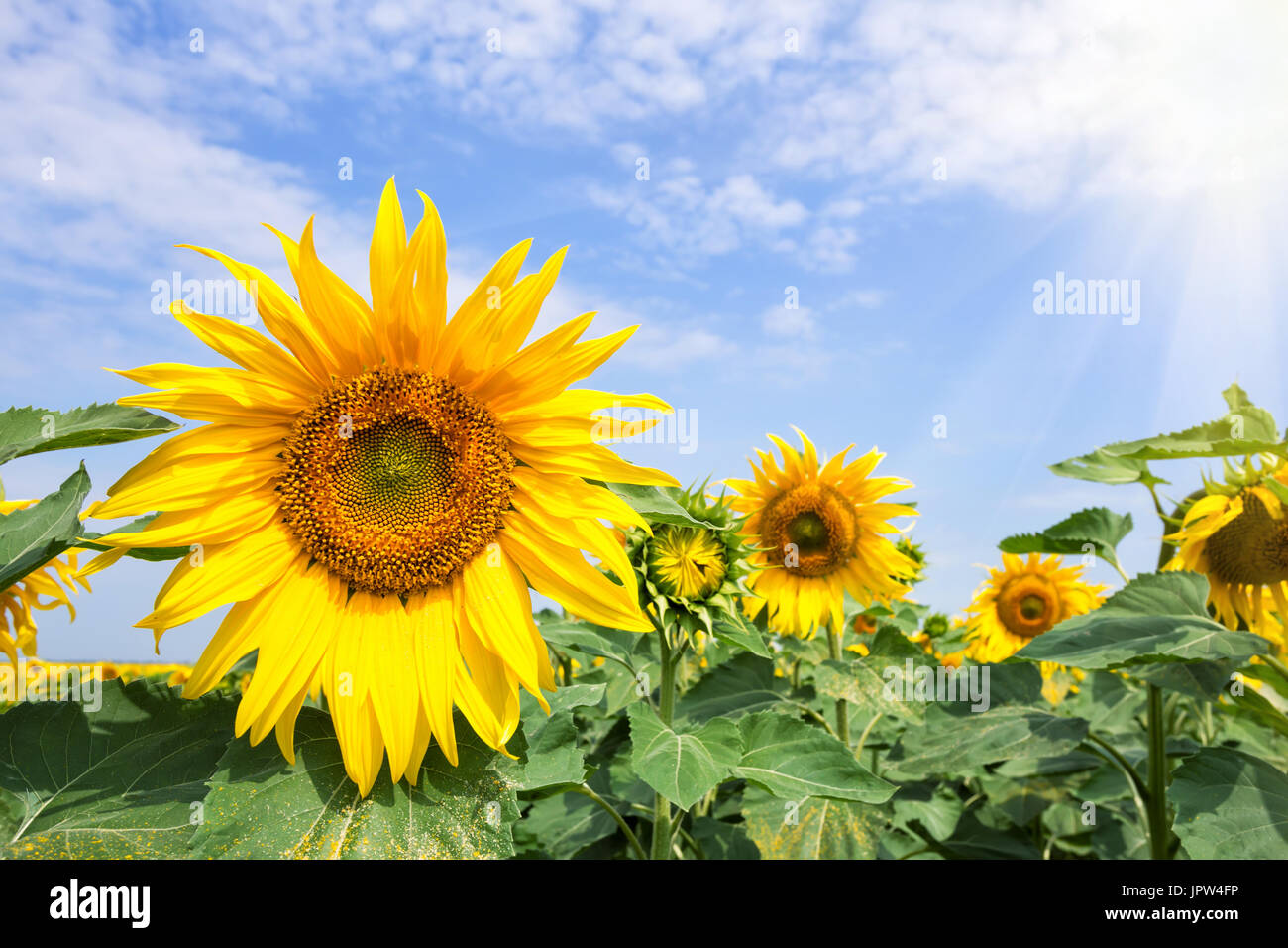 A flower of a bright yellow sunflower under a bright sun. Summer ...
