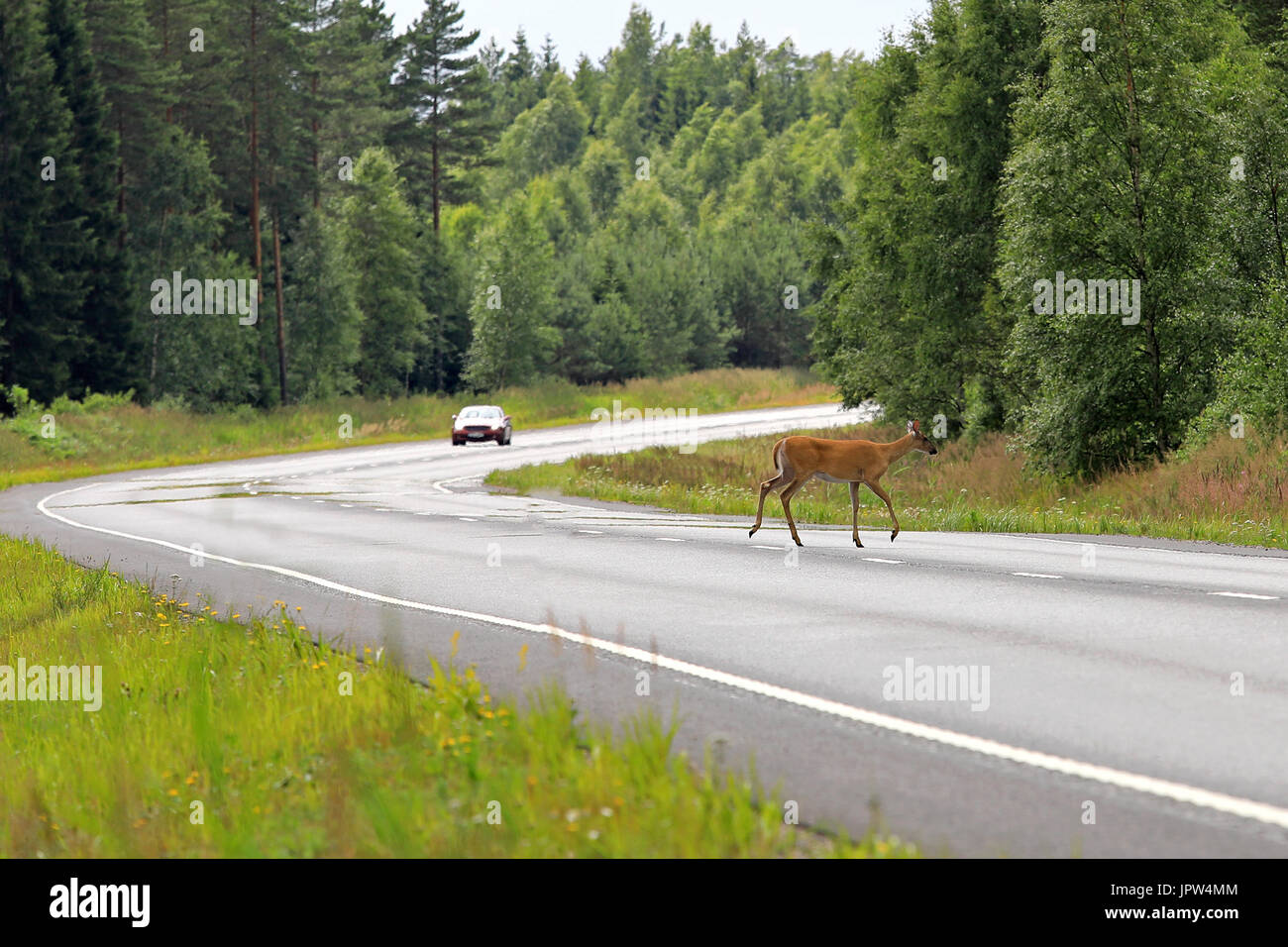 Slow motion young whitetail deer hi-res stock photography and images ...