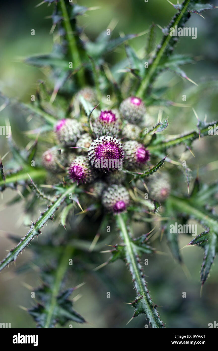 Common thistle/ Spear thistle, Cirsium vulgare Stock Photo - Alamy