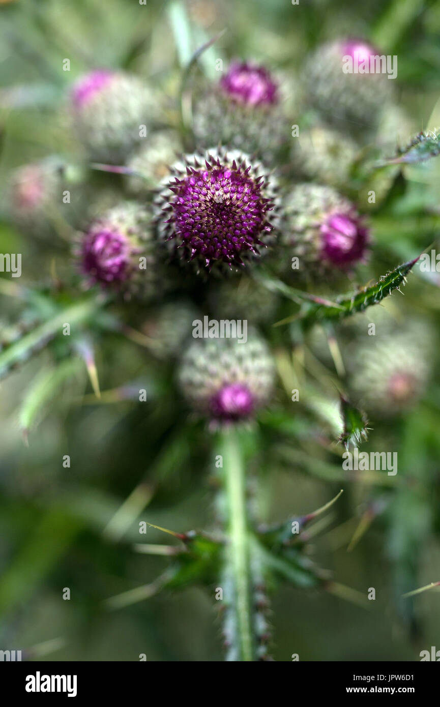 Common thistle/ Spear thistle, Cirsium vulgare Stock Photo - Alamy