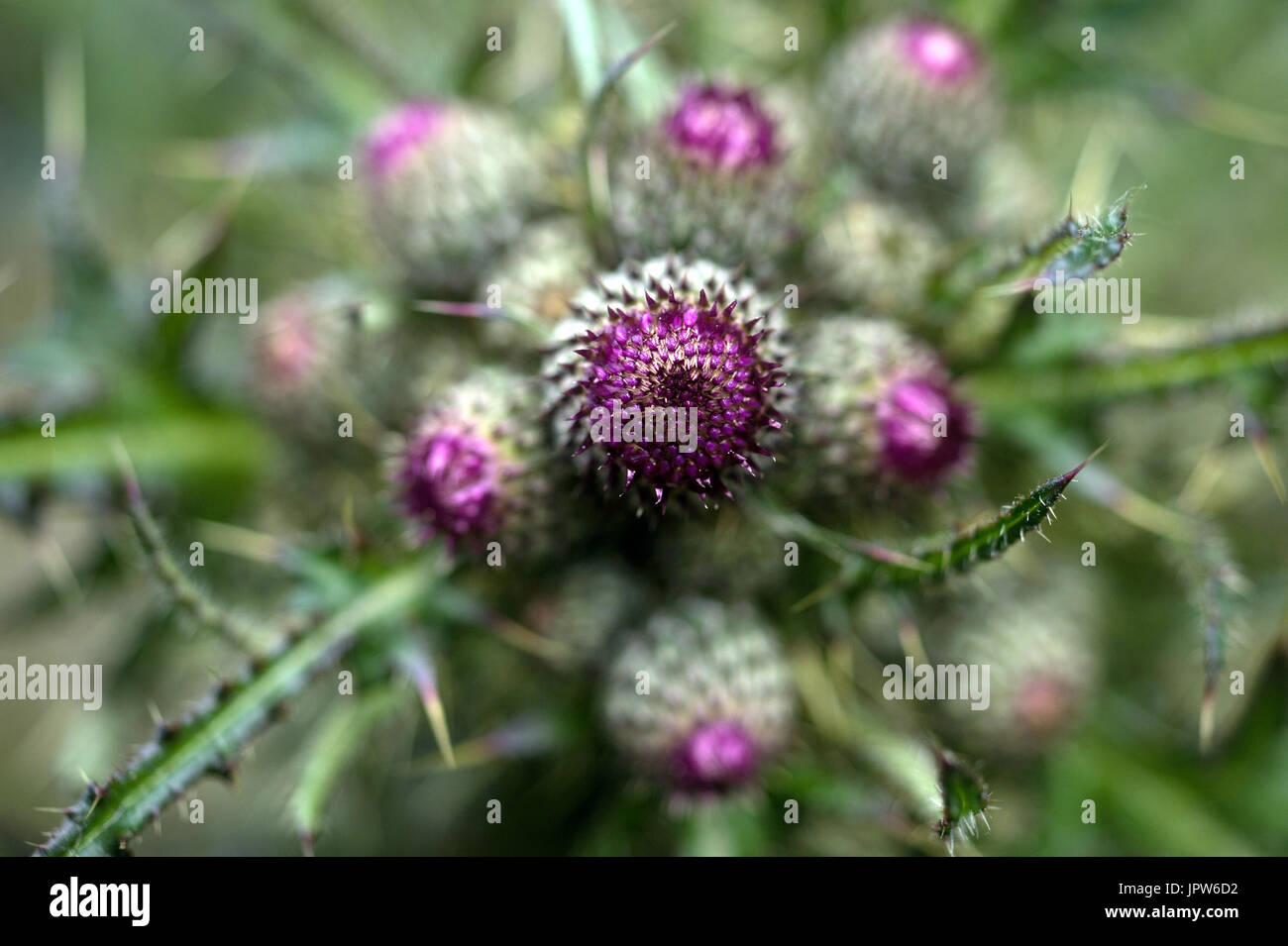 Common thistle/ Spear thistle, Cirsium vulgare Stock Photo - Alamy