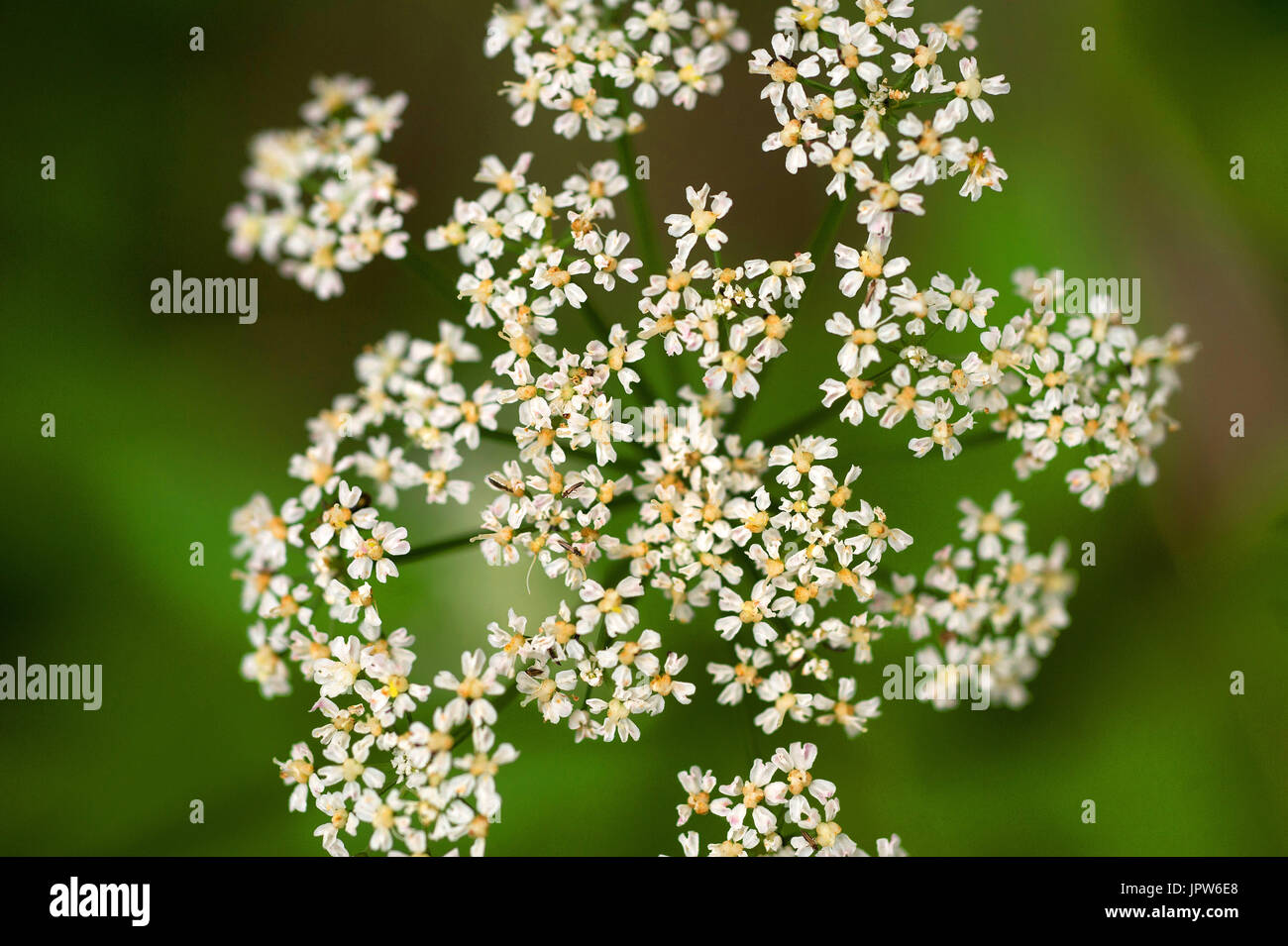 Plants of The Tyne Valley - Ground elder / Aegopodium podagraria Stock ...