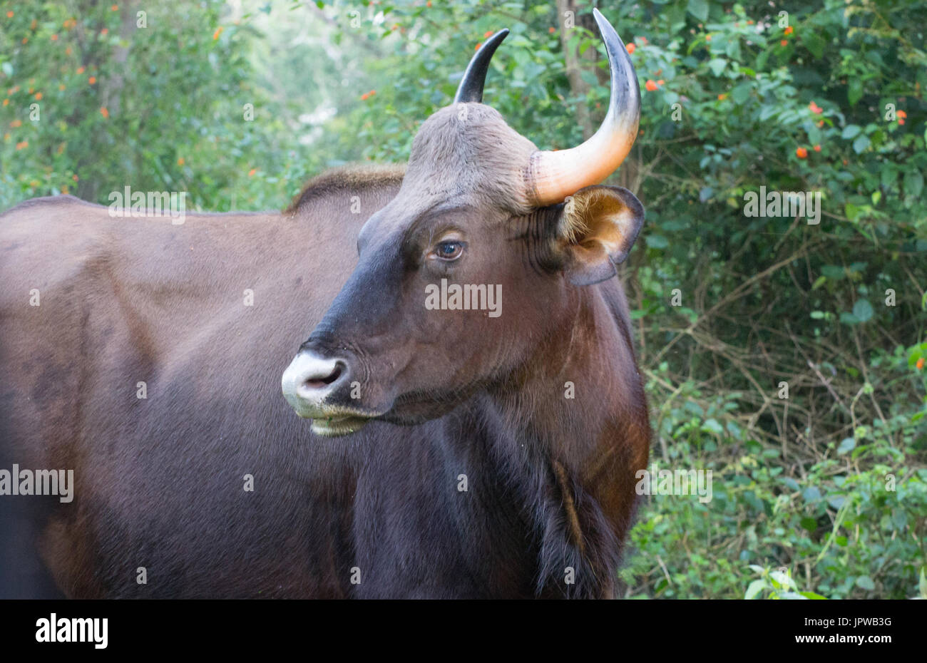 Indian bison (Bos gaurus Stock Photo - Alamy