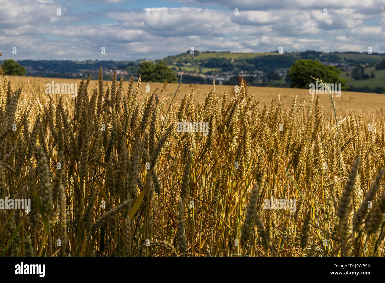Cornfield on Doverow Hill near Stroud Stock Photo - Alamy
