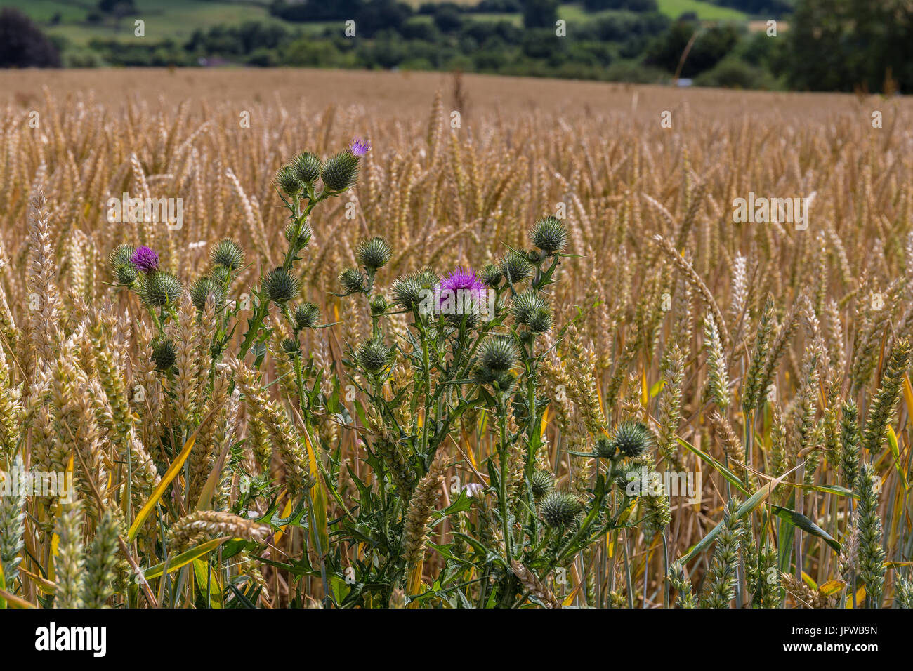 Cornfield on Doverow Hill near Stroud Stock Photo - Alamy