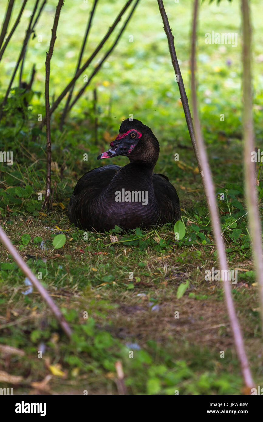 Muscovy Duck at Slimbridge Stock Photo - Alamy