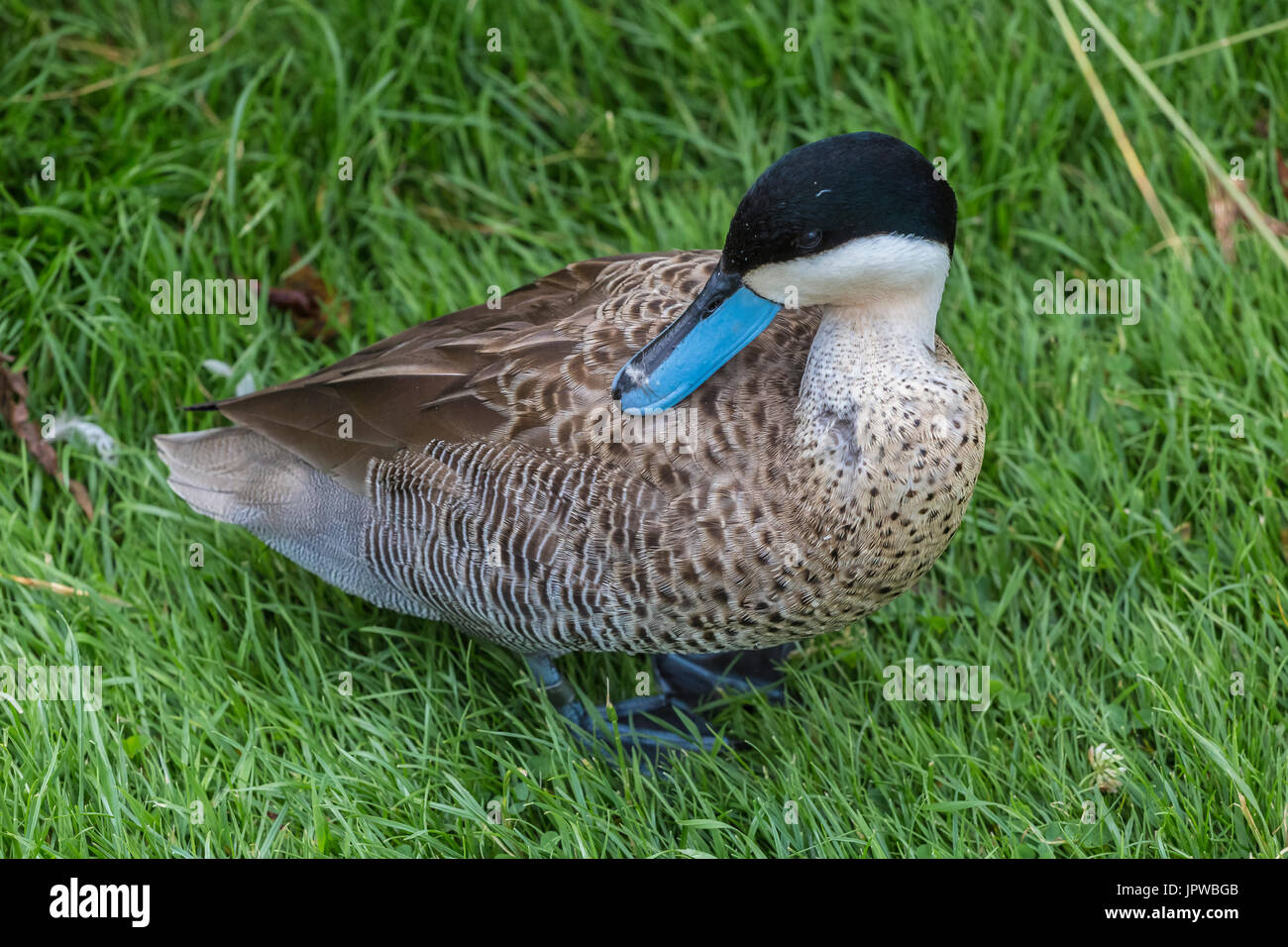 Puna Teal at Slimbridge Stock Photo - Alamy