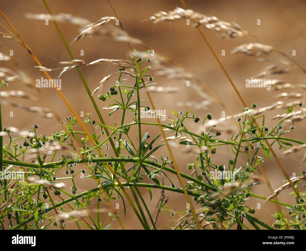 green straggly strands of cleavers or Goosegrass (Galium aparine) in ...