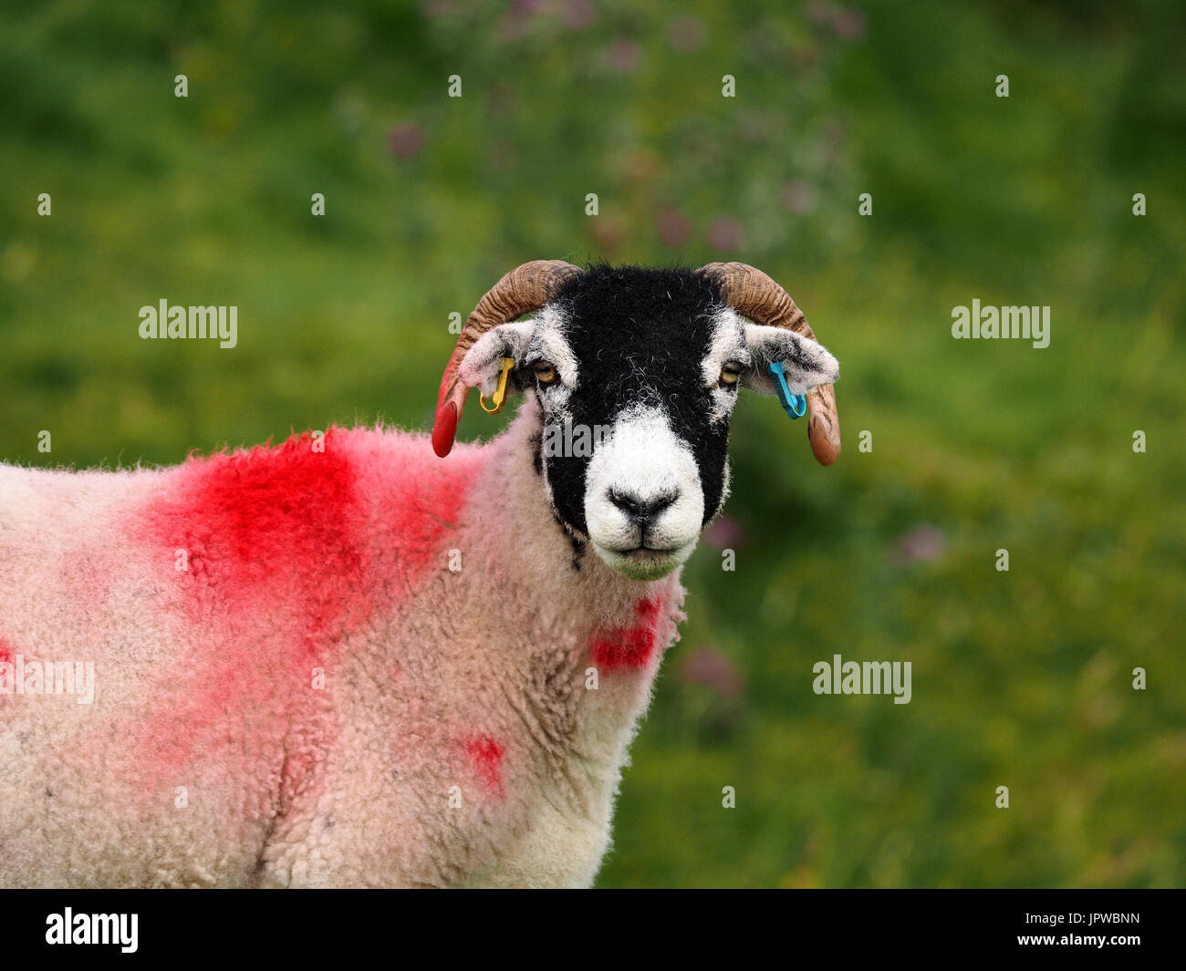 Sheep dye hi-res stock photography and images - Alamy