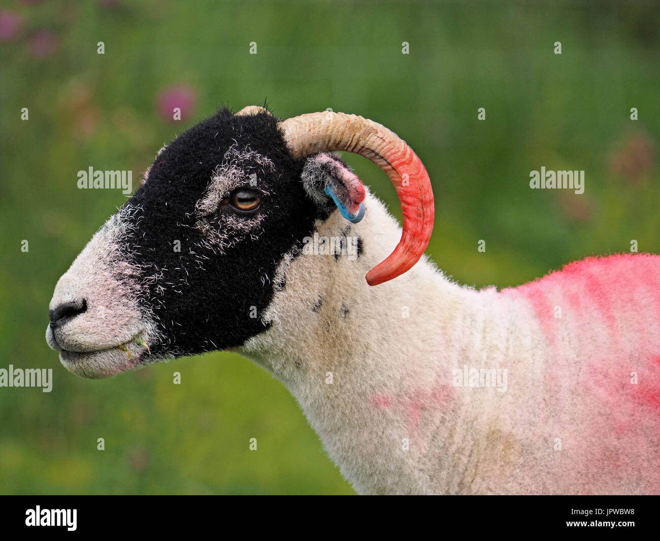 newly shorn ewe sheep freshly markedwith red dyeon shoulder and horn in ...