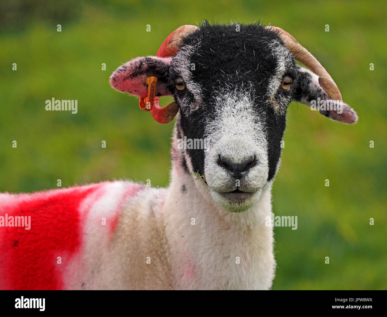 Sheep dye hi-res stock photography and images - Alamy