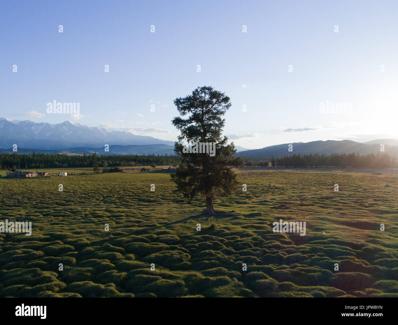 Big old oak tree in the middle of a green field Stock Photo - Alamy