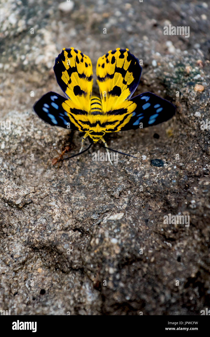 Butterfly in the forest, insect and animal Stock Photo - Alamy