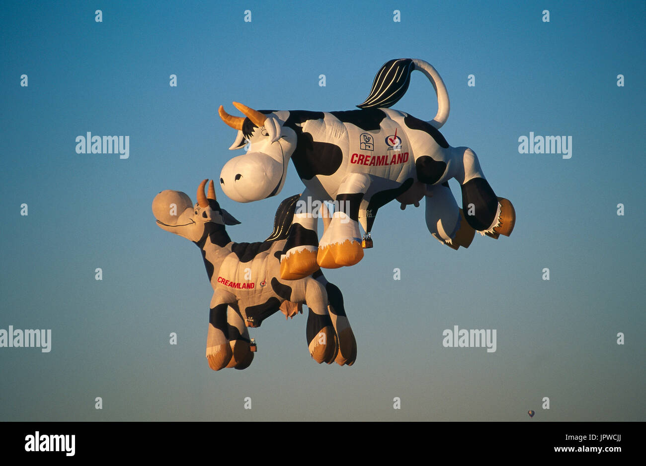 Creamland Cameron Cow special-shape hot air balloons flying enroute ...