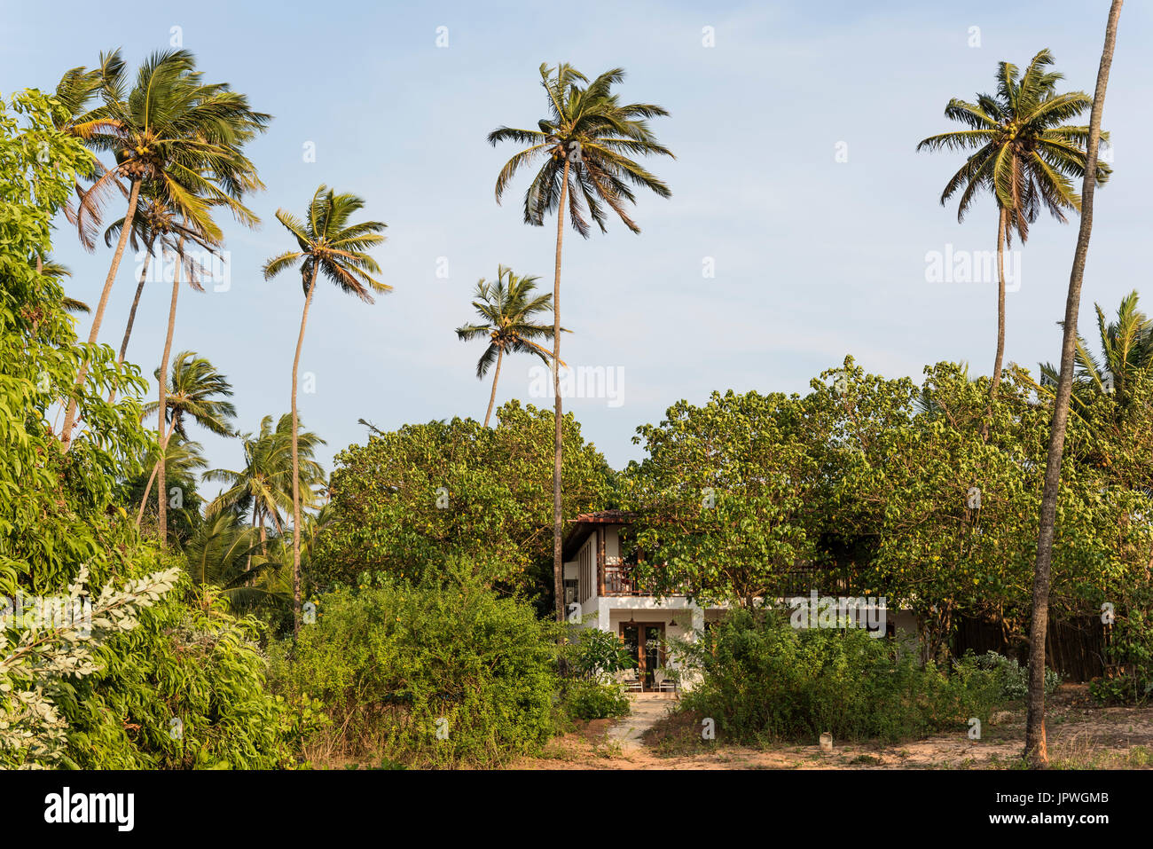 Palm trees by house Stock Photo - Alamy