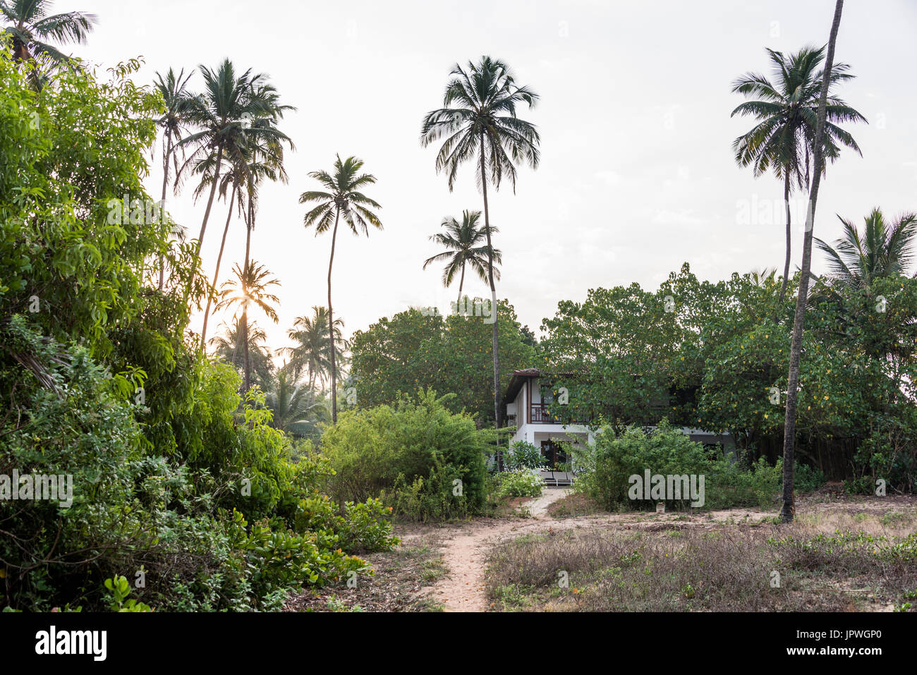 Sand palm tree hi-res stock photography and images - Alamy