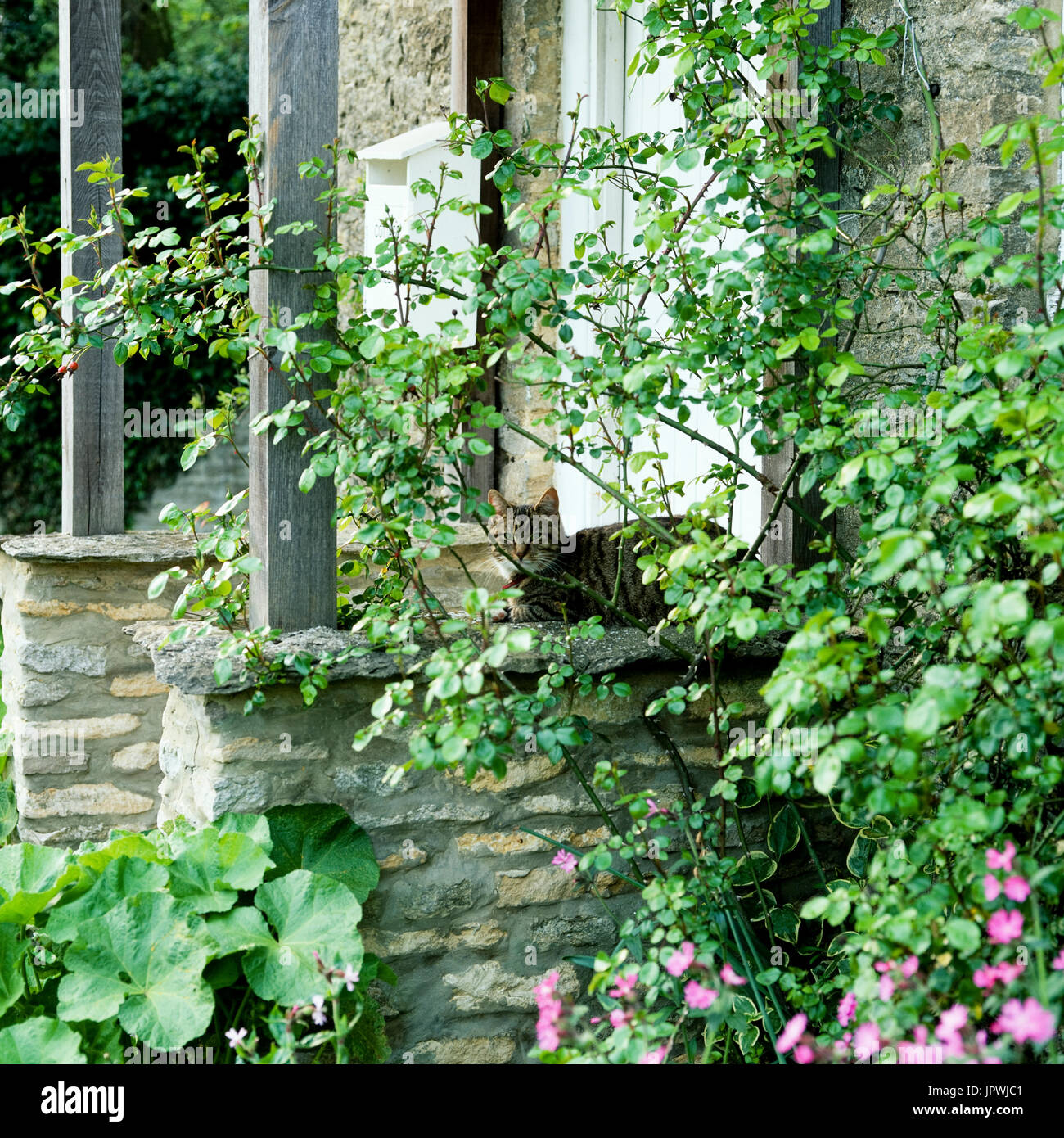 Cat on portico Stock Photo - Alamy