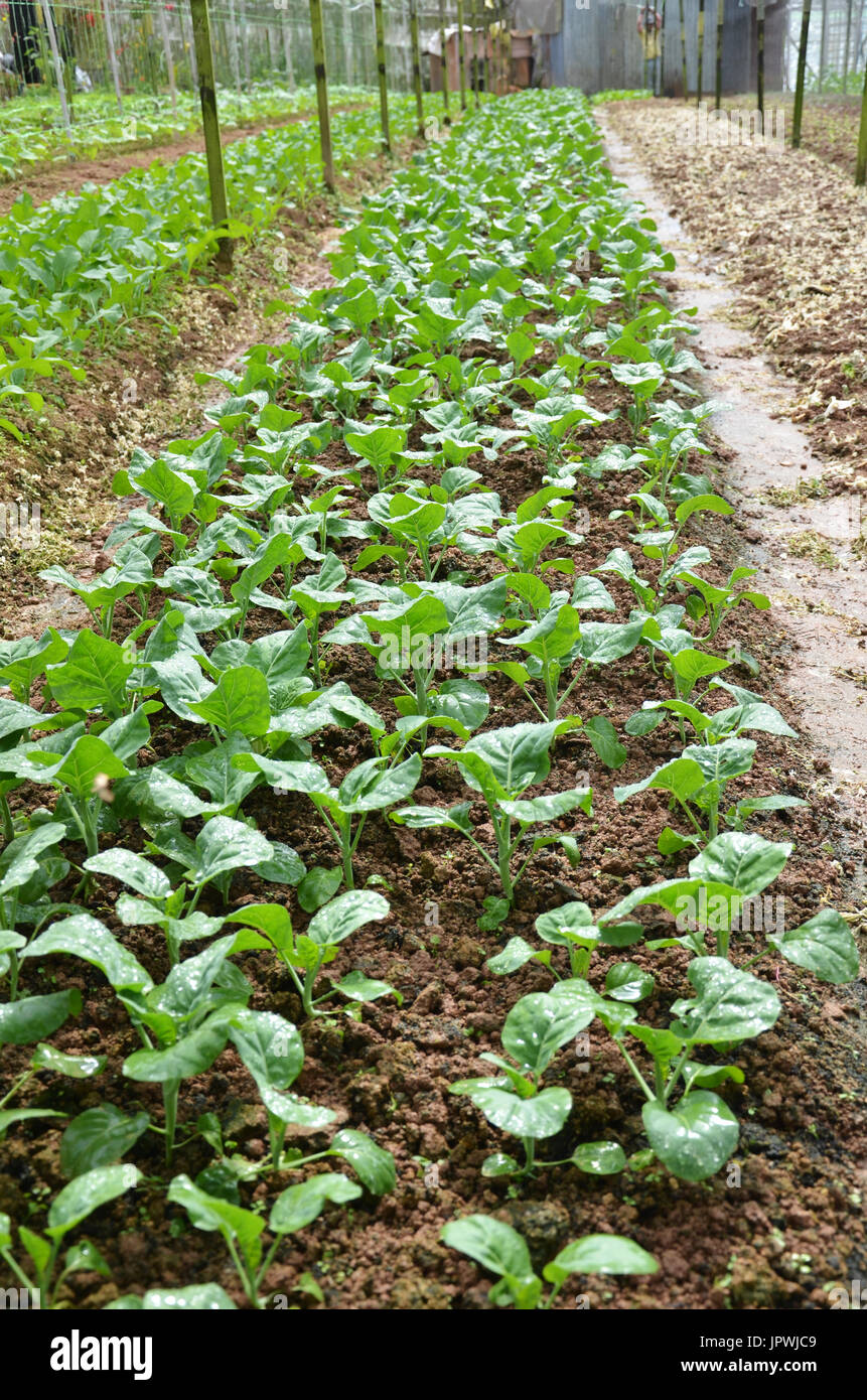 Vegetable Farms in Cameron Highlands. Vegetable farms are located ...