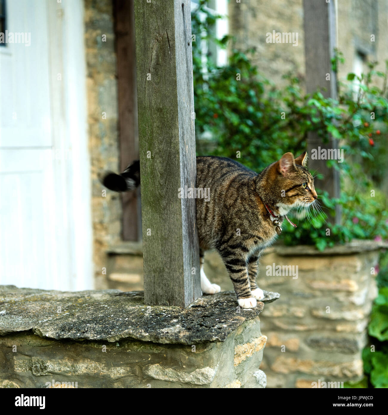 Cat on portico Stock Photo - Alamy