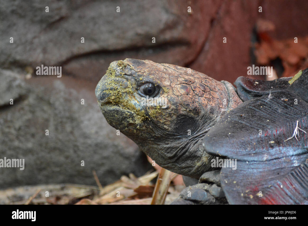 Heat lamp reptile hi-res stock photography and images - Alamy