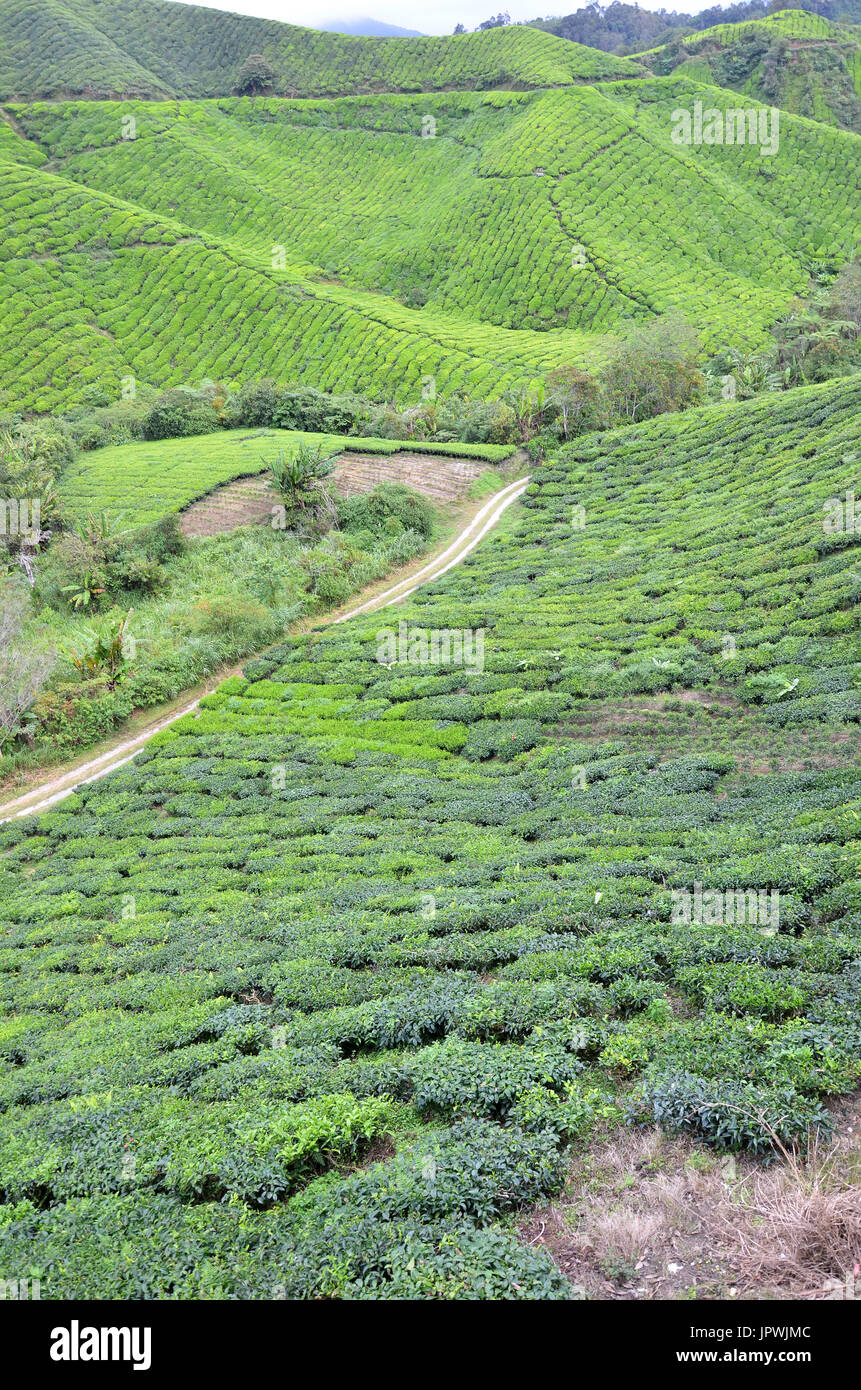 Tea plantation located in Cameron Highlands, Malaysia Stock Photo - Alamy
